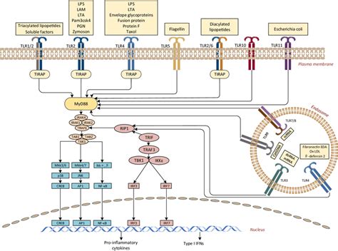 Mammalian Tlr Signaling Pathway Tlr2 Usually Forms Heterodimers With Download Scientific