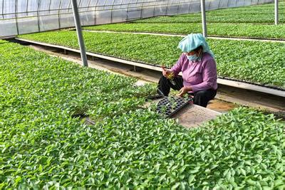 山东青州立冬时节育苗忙 人民图片网