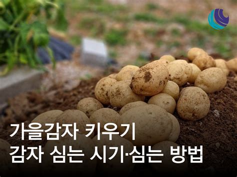 가을감자 심는 시기 알아보기 감자 심는 시기 심는 방법 농사정보