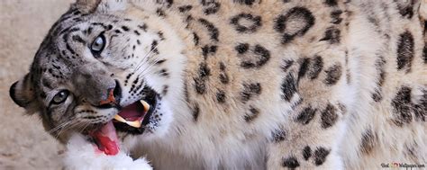 The Snow Leopard K Wallpaper Download