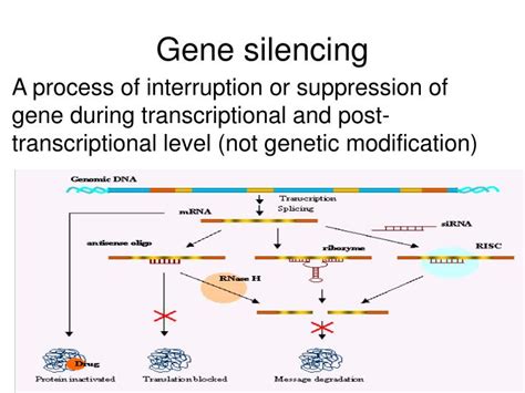 Ppt Gene Silencing In Transgenic Plants Powerpoint Presentation Id