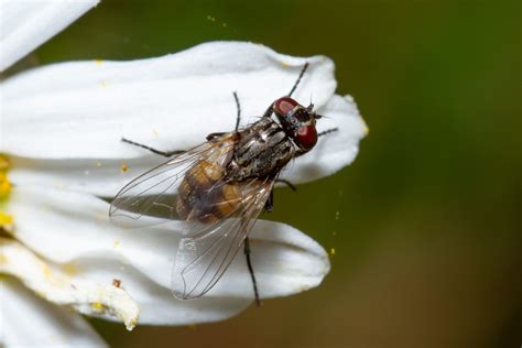 Musca Domestica Polinizadores