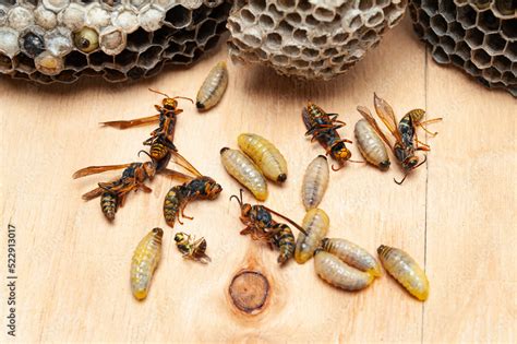 Dead Larvae An Wasps Known As Asian Giant Hornet Or Japanese Giant