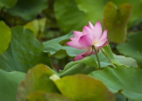 로터스 꽃 핑크 Pixabay의 무료 사진 Pixabay