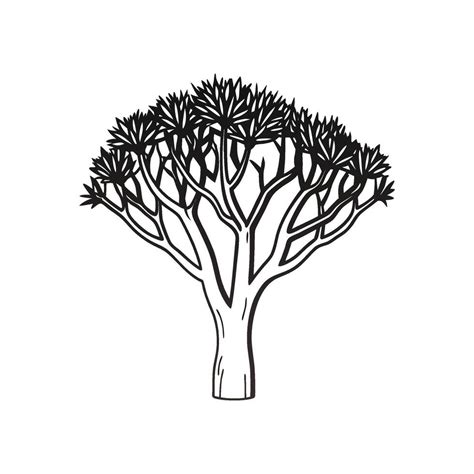 Artistic Outline Of Devils Walking Stick Tree 57956337 Vector Art At Vecteezy