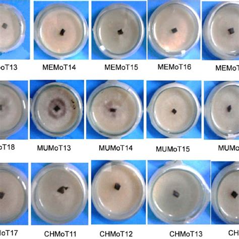 Radial Mycelial Growth Of 15 Isolates Of Magnaporthe Oryzae Triticum On Download Scientific