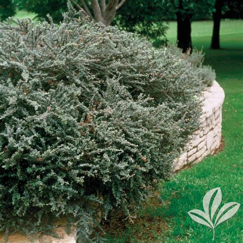 Gray Leaf Cotoneaster Cotoneaster Glaucophyllus Magnolia Gardens