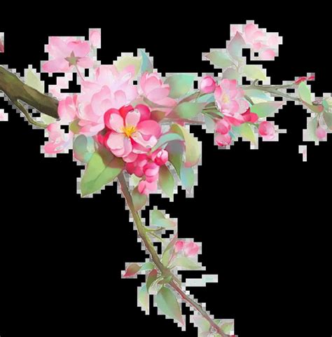 海棠花 花瓣网