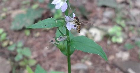 Nh Usa This Bug Looks Like A Teeny Tiny Bee For Scale The Bee
