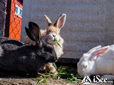 СУРВАЛЖИЛГА 10 орчим жил туулайн аж ахуй эрхэлж буй ХЖавхлантынд