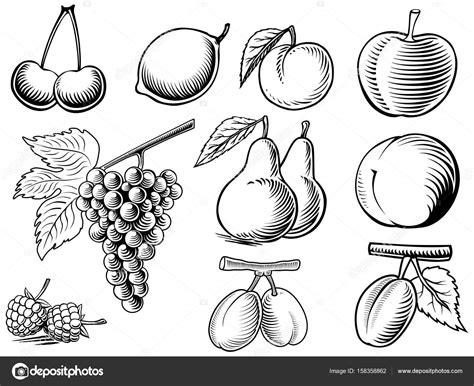 Как нарисовать плоды сливы 80 фото