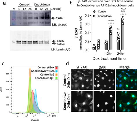 Increased γh2ax During Dex Treatment In Arid1a Knockdown Hela Cells A