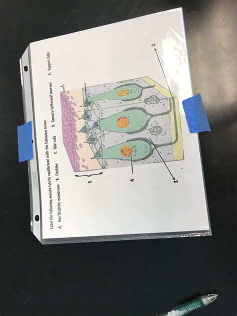 Static Equilibrium Diagram Quizlet