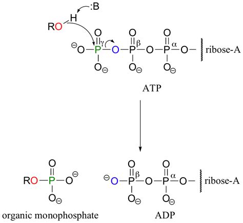 Biochemistry Which Hydroxyl From Either The Phosphate Or The Glycerol