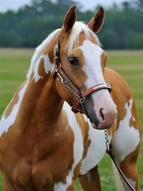 Meet The American Paint Horse American Paint Horse Horses Animals