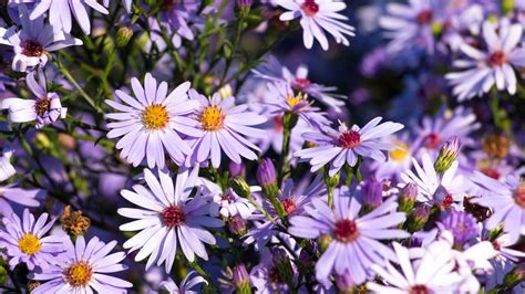 紫菀花电脑壁纸1360768 壁纸高清