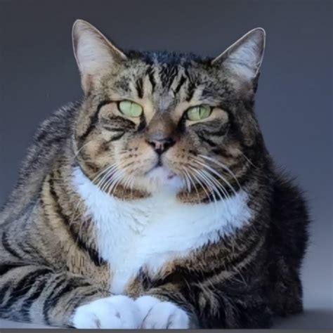 Happy Cat Kai Youtube