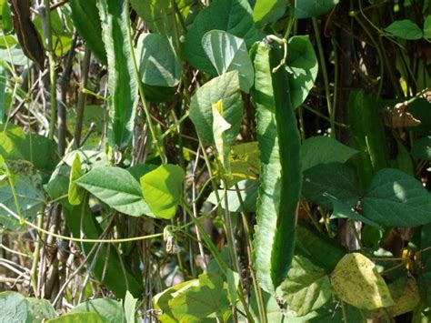 Winged Bean World Crops Database