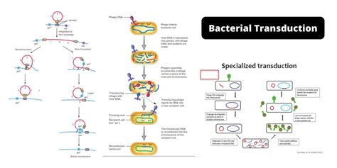 Bacterial Transformation Definition Principle Steps Examples