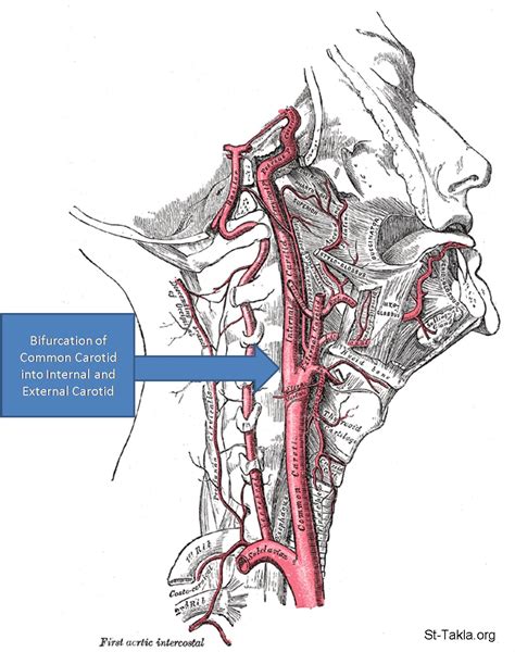 Image Grays Anatomy With Markup Showing Carotid Artery Bifurcation