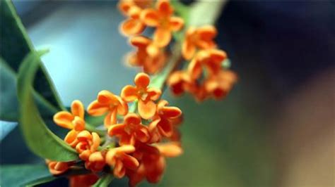 人闲桂花落你们闻到桂花香了吗 搜狐大视野 搜狐新闻