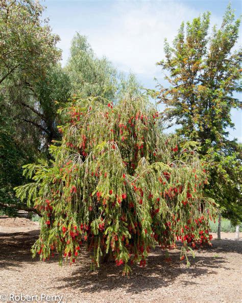 Weeping Bottlebrush Waterwise Garden Planner