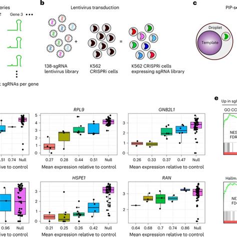 Heat Activated Enzymatic Lysis Yields High Purity Single Cell Download Scientific Diagram