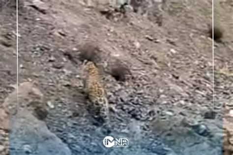 ثبت تصویر پلنگ ایرانی در کوه مُعلی نائین با دوربین‌های تله‌ای ایمنا