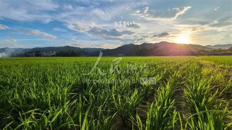 湖南常宁：夏日田园 生机盎然 人民图片网