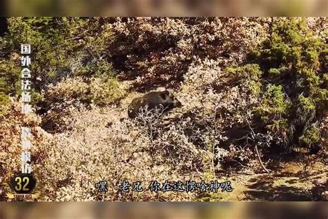 野猪为逃命居然玩攀岩猎人枪法神准一枪一个简直太牛了 枪法 一枪 野猪