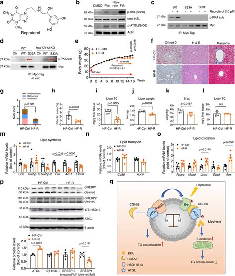 Pharmacological Induction Of Pka Mediated Phosphorylation Of 17β Hsd13