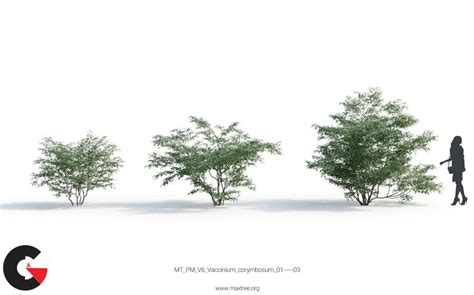 Maxtree Plant Models Vol6 Cgarchives
