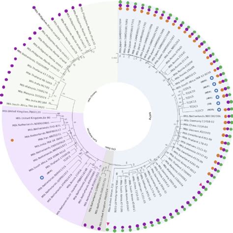 Phylogenetic Tree Of M Tuberculosis Isolates Each Of The Seven