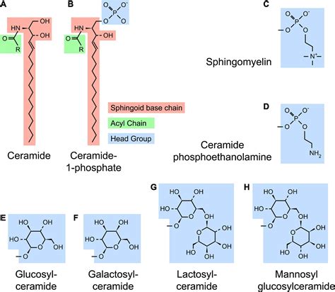 Frontiers Sphingolipids In Neurodegenerative Diseases