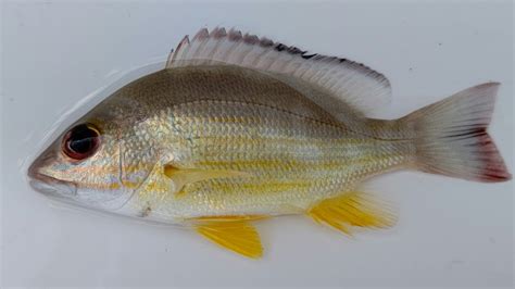 和歌山釣行 WEB魚図鑑