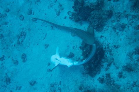 Ovoviviparous Sharks