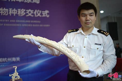 杭州海关移交2200件象牙等濒危物种制品 组图 图片中国中国网