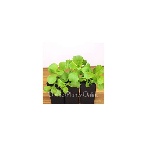Sedum Selskianum Sedum Spirit Divine Plants Online Shop