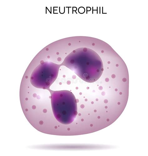 Blood Cell Neutrophil Stock Vector Illustration Of Graphic 42596746
