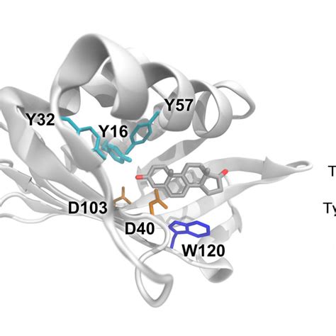The Full Ksi Protein Pdb Code 1o10 23 With Docked Steroid Substrate
