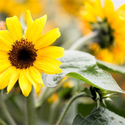 How To Grow Dwarf Sunflowers Mini Sunflowers Green Garden Cottage