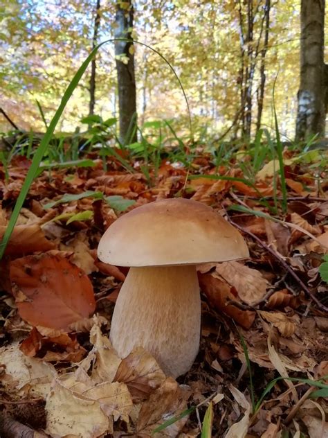 Гриби білі сушені з Карпат белые грибы 3 л відро 680 грн 700 грн Продукти харчування