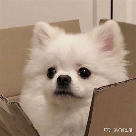 比熊和博美哪个好过来人告诉你差别大了 知乎