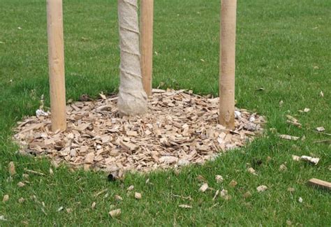 Debunking Most Common Tree Care Myths