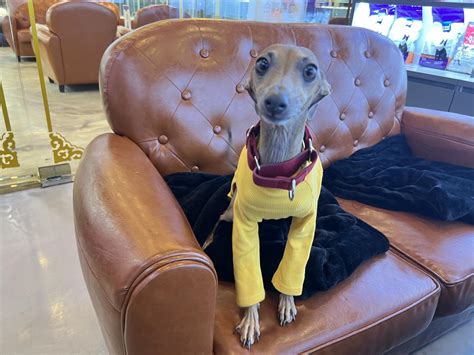 이탈리안그레이하운드 벨라 시베리안허스키 비숑분양가 포메 그레이하운드분양 광주애견샵 폼스키 유기견무료입양 위례강아지분양 강아지