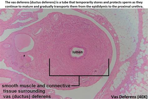 Vas Deferens Histology Labeled