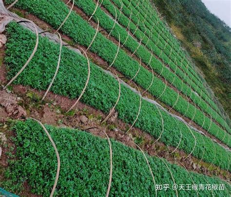 2021一亩地要多少株花椒苗最好花椒种植效益行距是多少 知乎