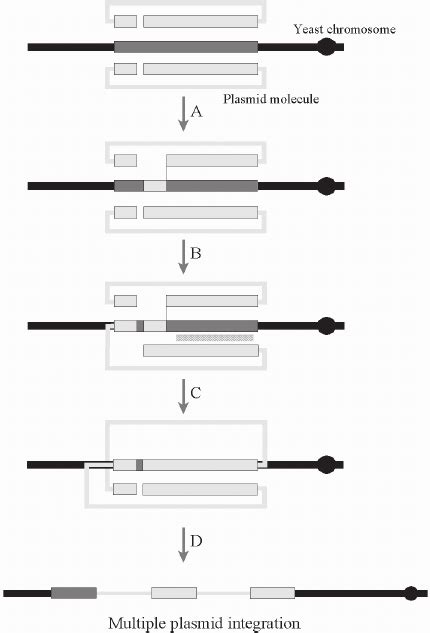 Model Of Simultaneous Multiple Integration Of Plasmid Molecules Into Download Scientific