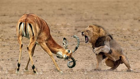 Lion Attack Impala In The Wild Youtube