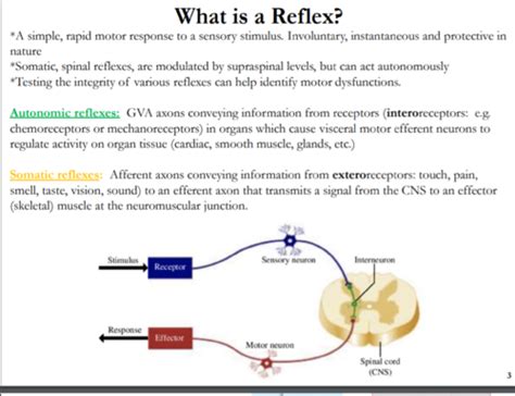 Reflexes Flashcards Quizlet